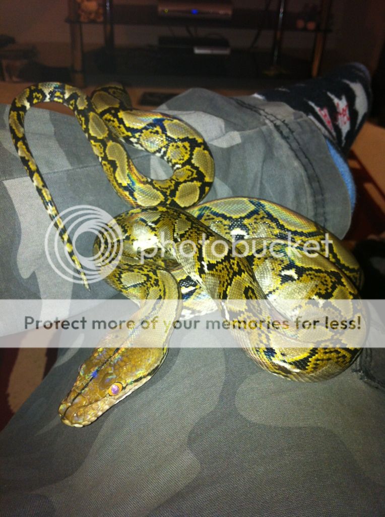 SE England - Male Retic Het Type 2 Albino | Reptile Forums