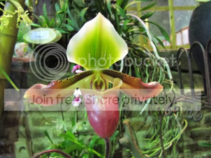 Pictures from Orchilim 2012 | Slippertalk Orchid Forum