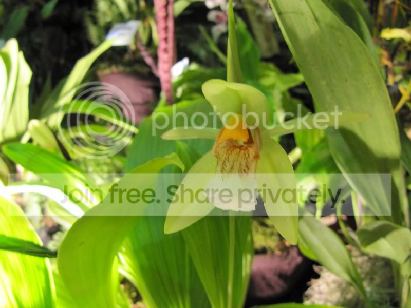 Pictures from Orchilim 2012 | Slippertalk Orchid Forum